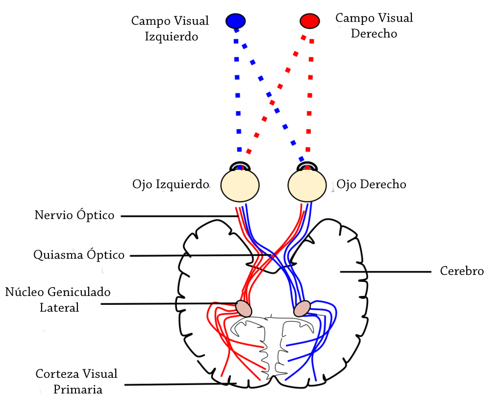 Nieve visual y los recorridos de la visión - Viktoria Pelak - Visual ...